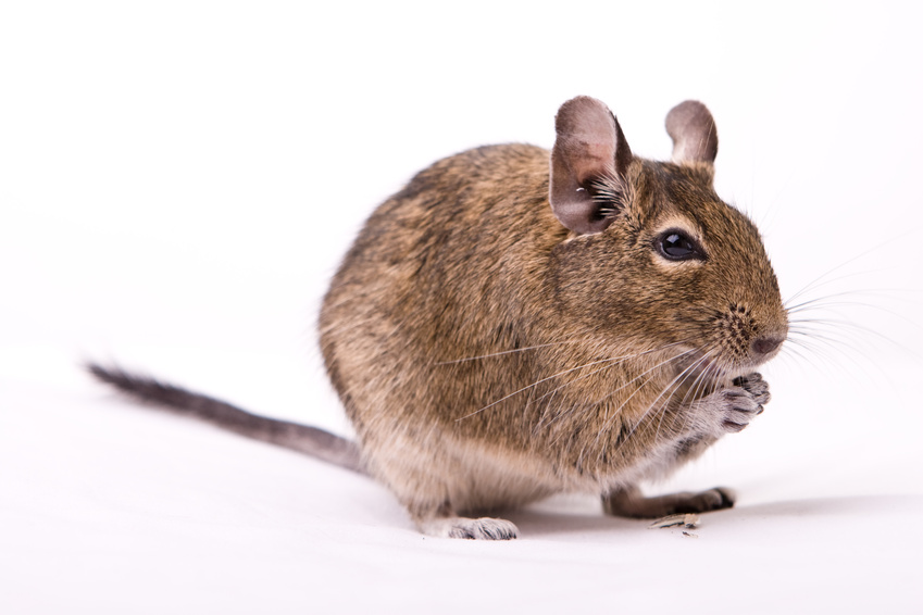 Key Facts: Degu