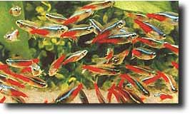 Aquaristikmagazin - Der Neonfisch