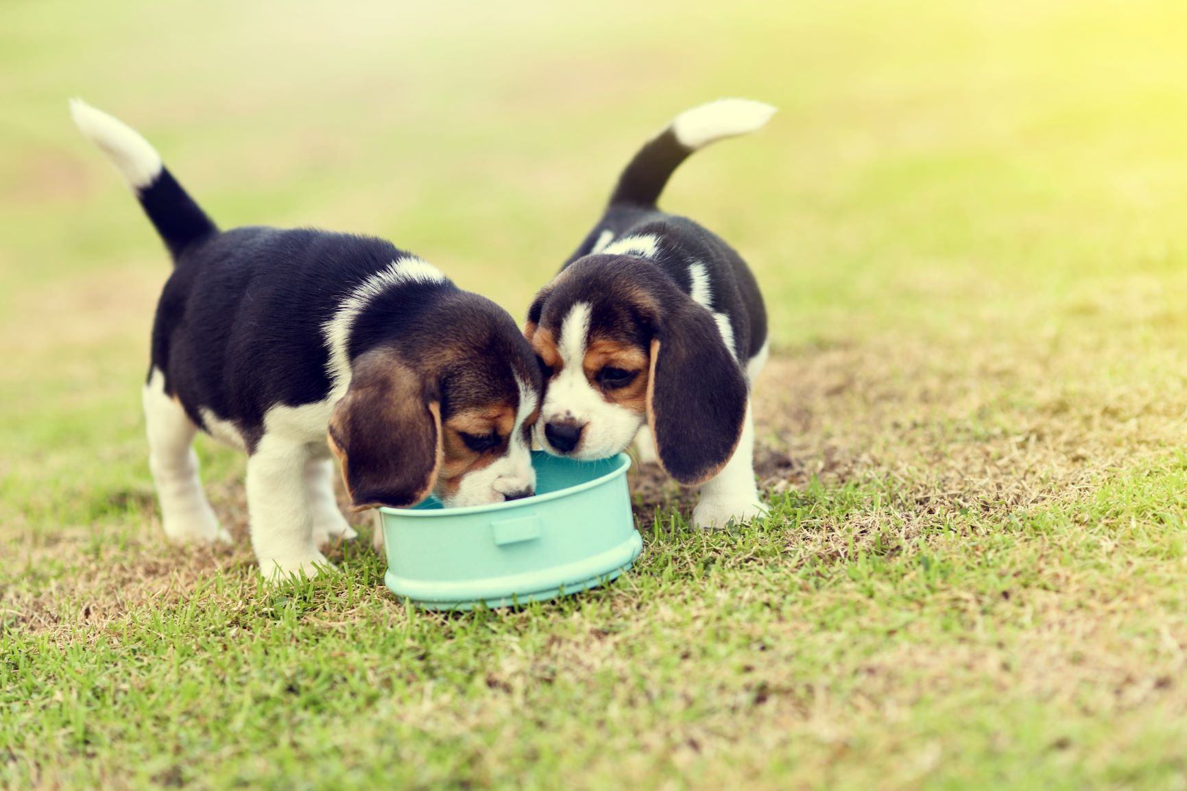 Beagle: Charakter, Haltung, Zucht & Pflege | zooplus Hundemagazin