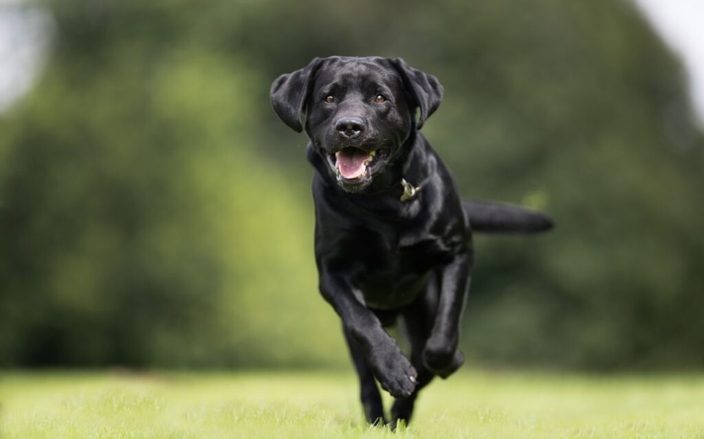 Labrador Retriever: Charakter, Haltung & Pflege | zooplus Magazin