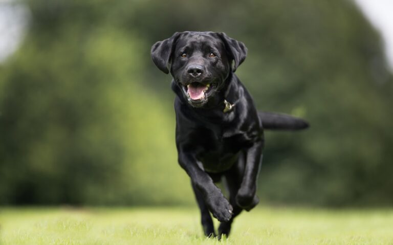 Labrador Retriever: Charakter, Haltung & Pflege | zooplus Magazin