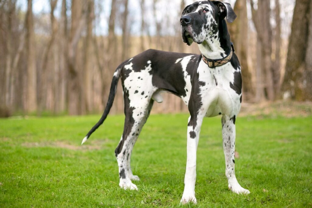 Deutsche Dogge: Gesundheit, Haltung & Wesen | Infos zur Rasse