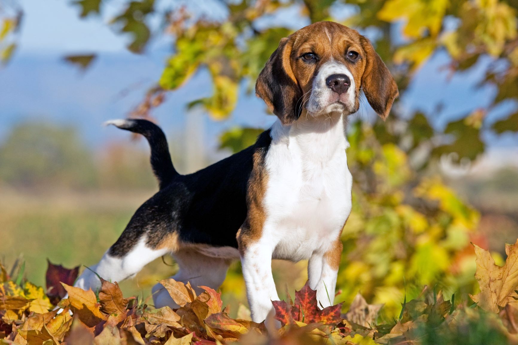 Beagle Charakter Haltung Kauf Pflege Zooplus Magazin