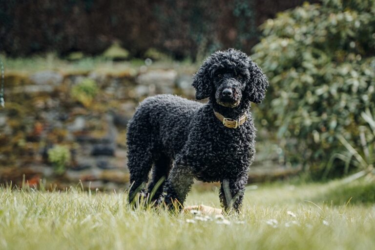 Kleinpudel: Wesen, Training, Anschaffung | zooplus Magazin