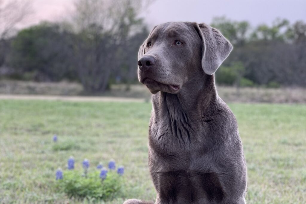 Labrador Retriever: Charakter, Haltung & Pflege | zooplus Magazin
