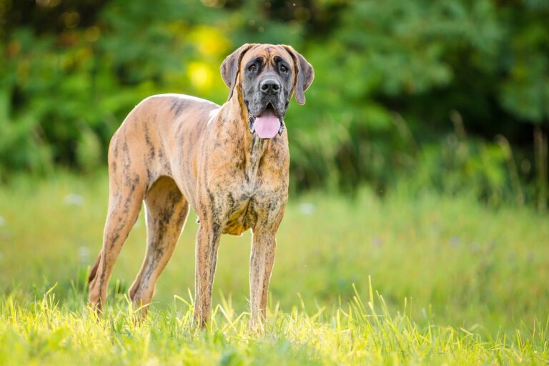 Deutsche Dogge: Gesundheit, Haltung & Wesen | Infos zur Rasse
