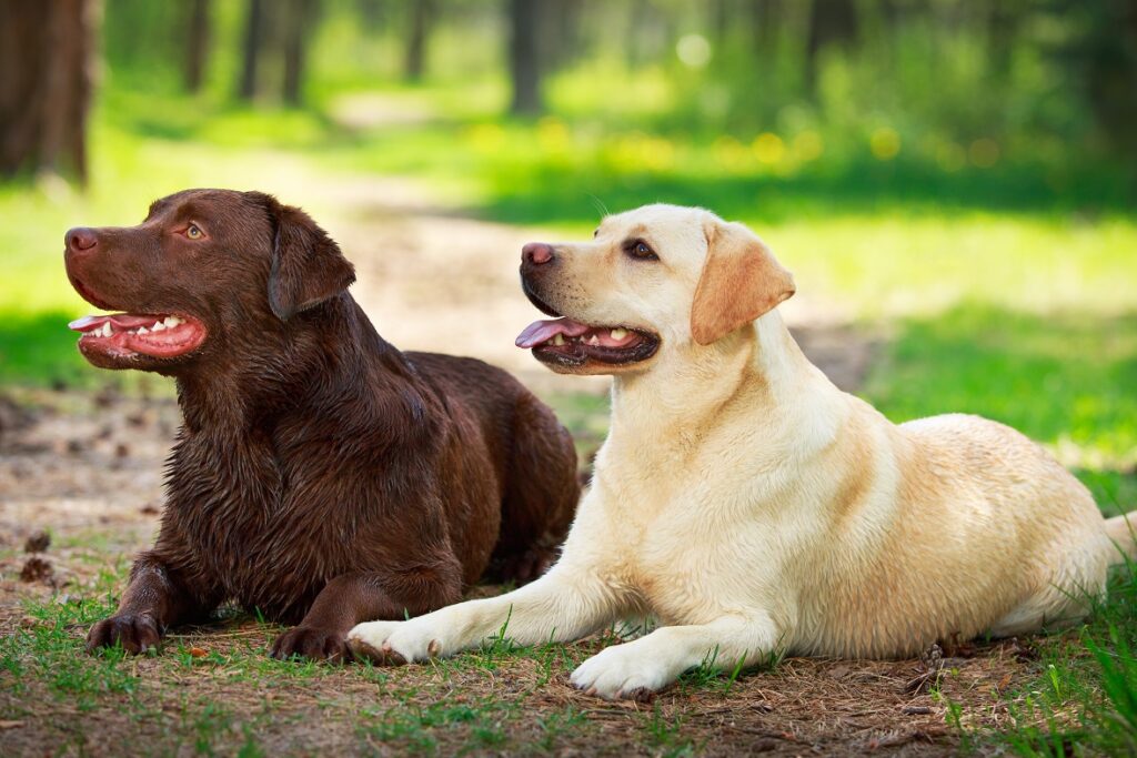 Labrador Retriever: Charakter, Haltung & Pflege | zooplus Magazin
