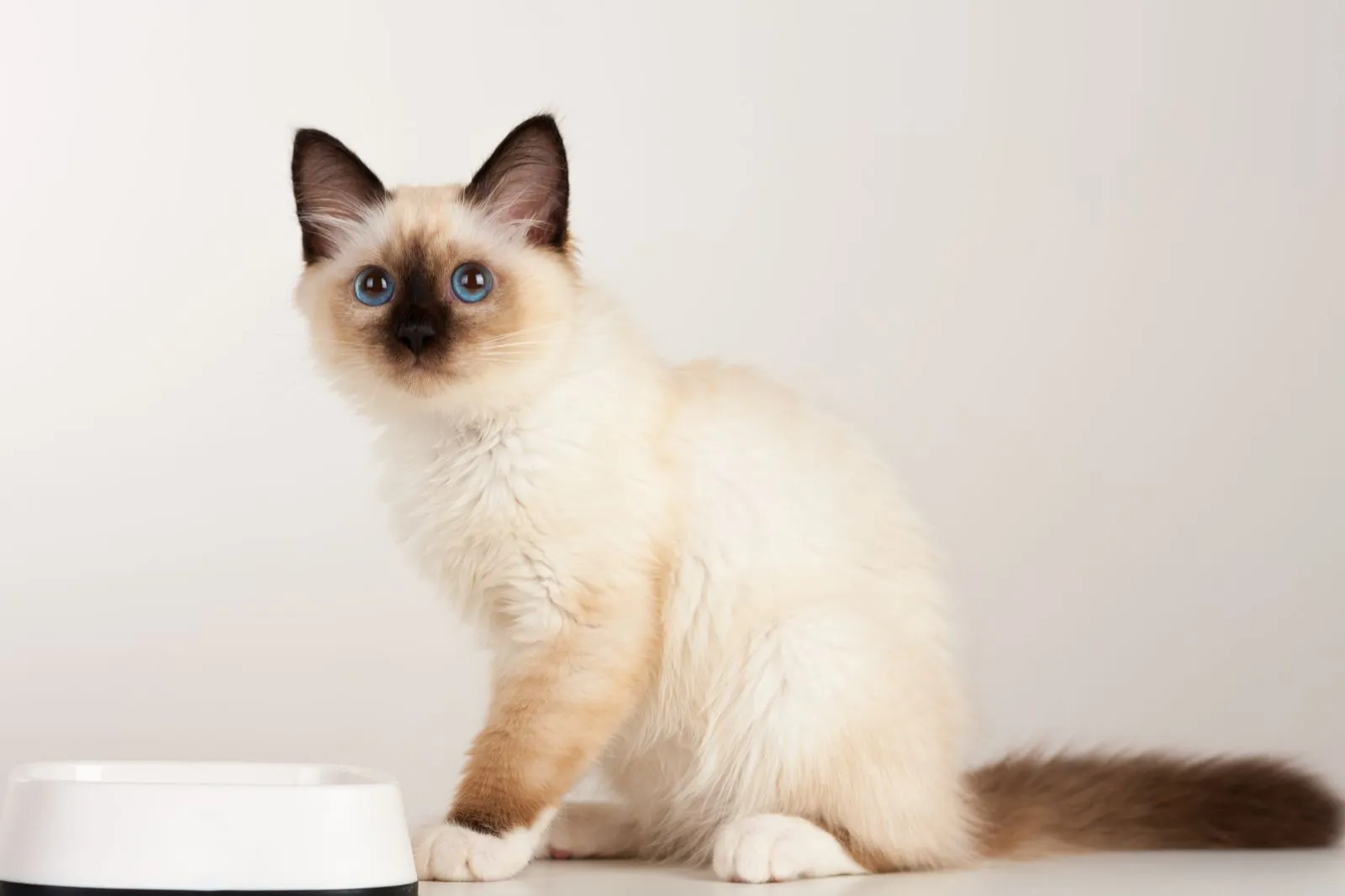 Chaton Seal Point