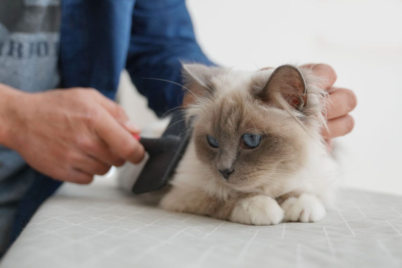 Birma-Katze 🐈 Charakter und Haltung | zooplus Magazin