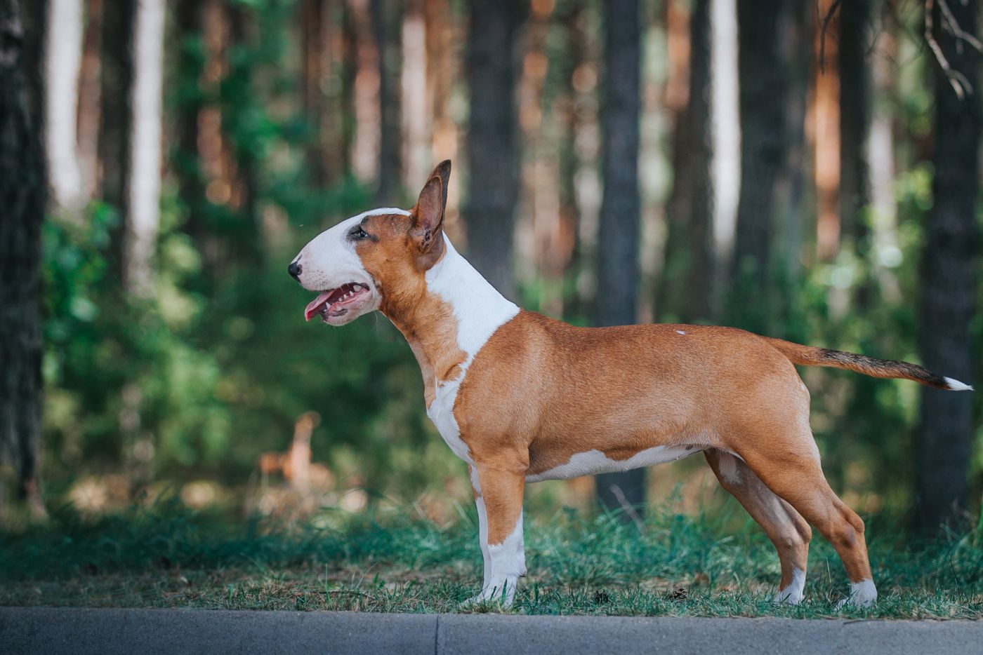 Wie Gross Darf Ein Mini Bullterrier Sein