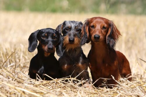Dackel, Dachshund,Teckel: Erziehung, Gesundheit & Kauf