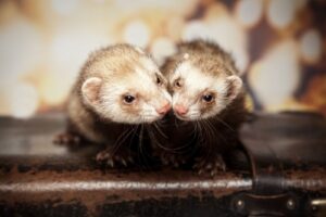 Frettchen: Charakter und Haltung | zooplus Magazin