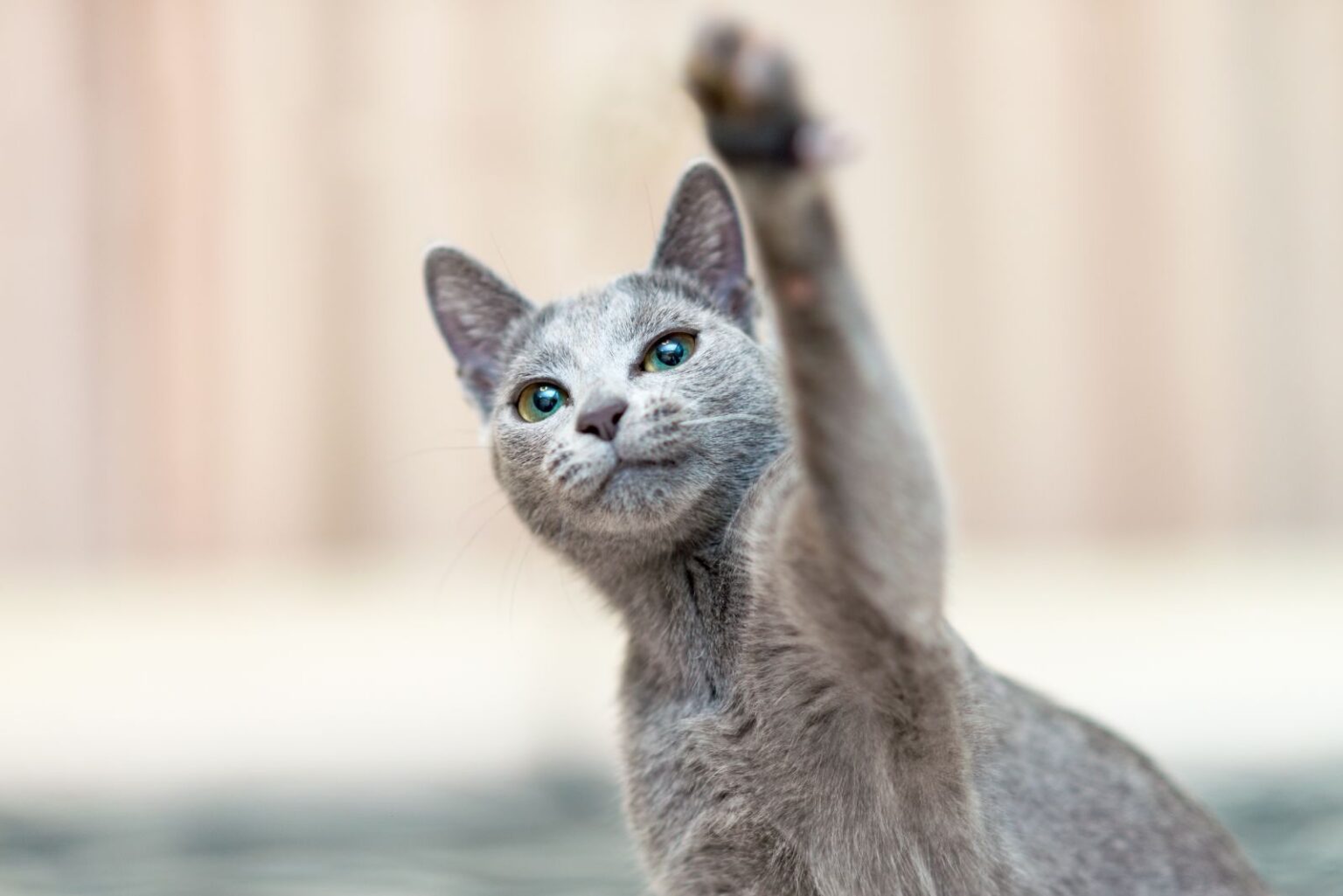 Russisch Blau: Charakter, Haltung & Pflege | zooplus Magazin