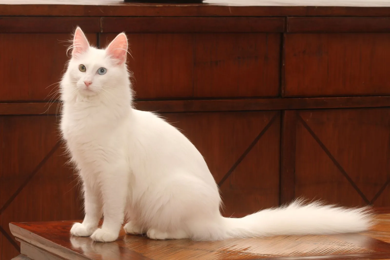 Türkisch Angora: Charakter, Haltung & Pflege | zooplus Magazine