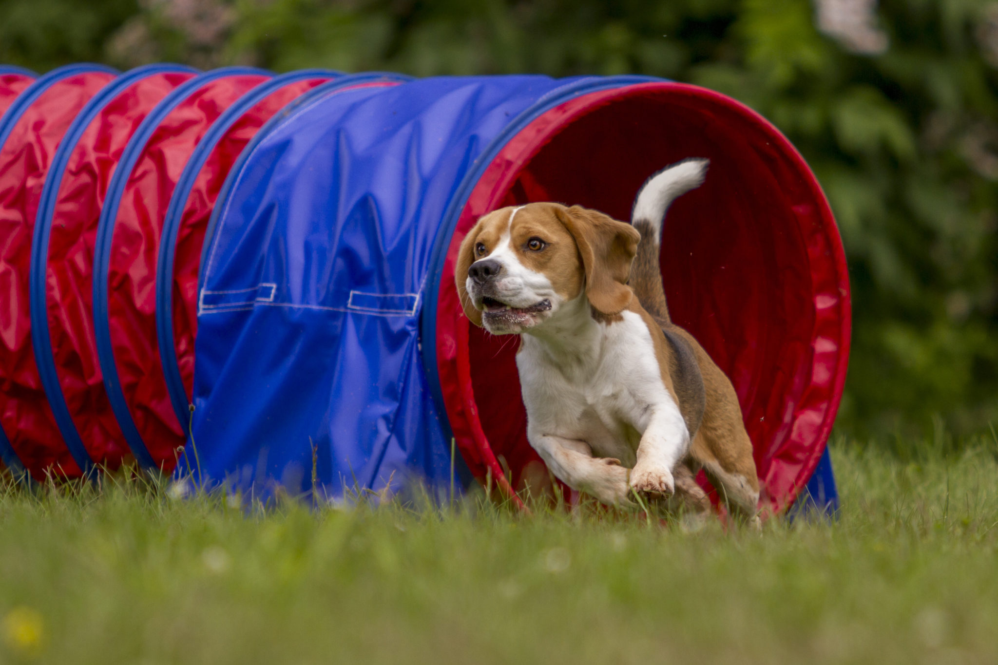 Agility mit dem Hund: Voraussetzungen & Geräte - zooplus Agility mit dem Hund: Voraussetzungen & Geräte - zooplus