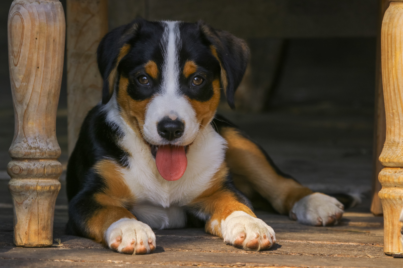 Appenzeller Sennenhund: Charakter, Haltung & Pflege | zooplus Magazin