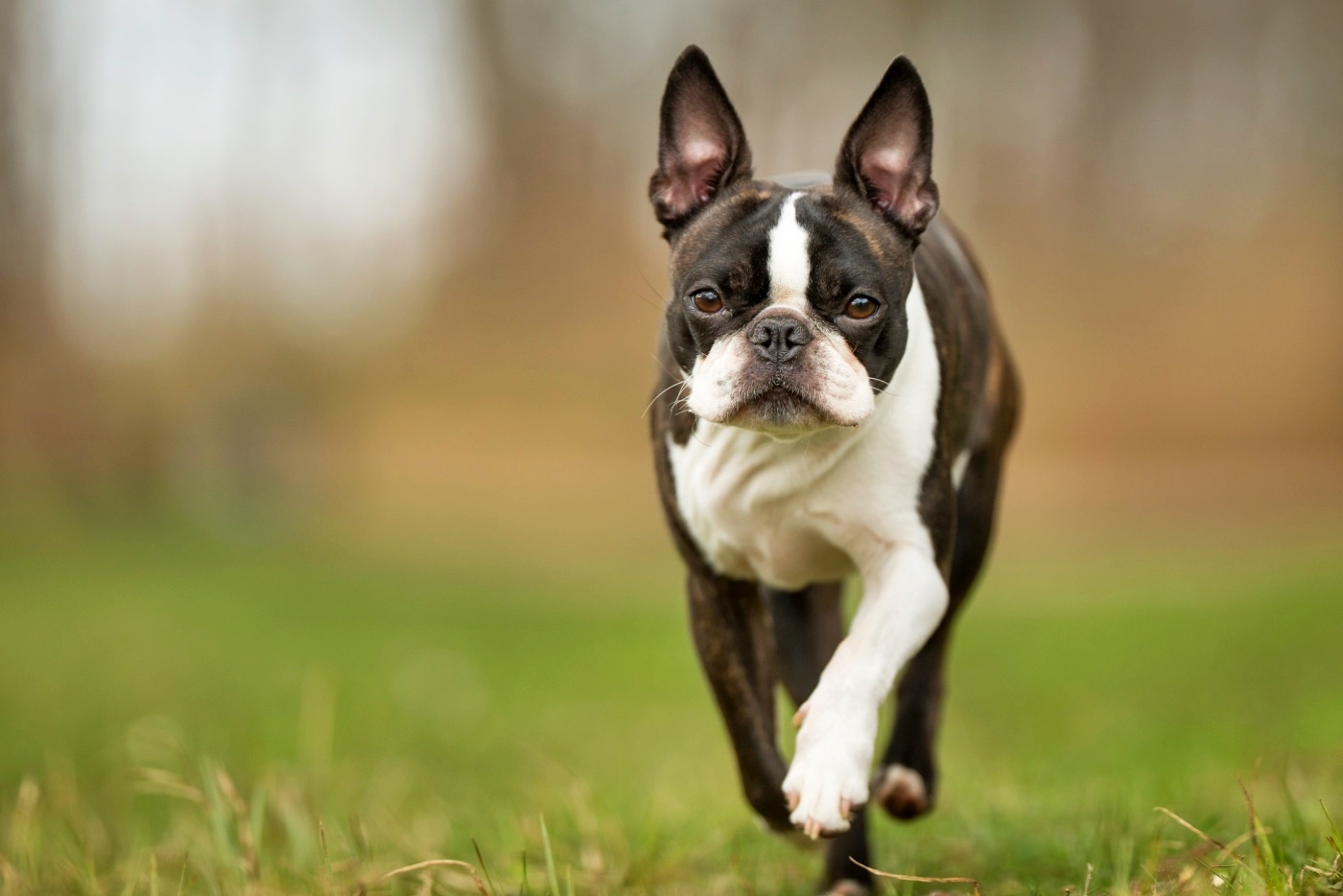 Boston Terrier Charakter, Haltung & Pflege - Rassebeschreibung | zooplus