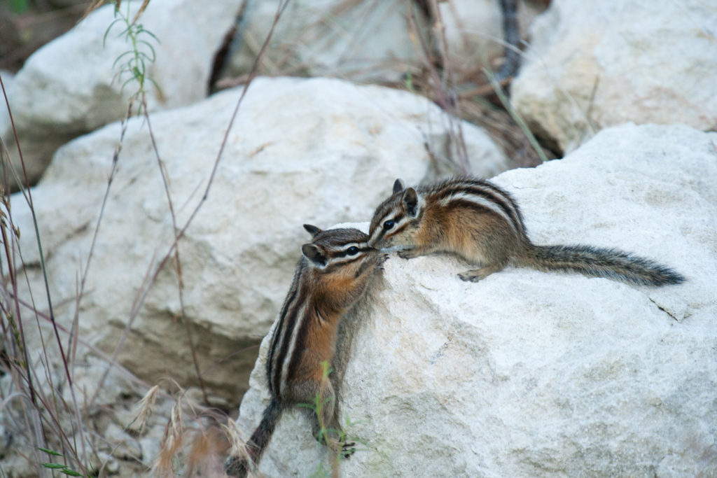 Burunduk (Sibirisches Streifenhörnchen) Haltung | zooplus Magazin