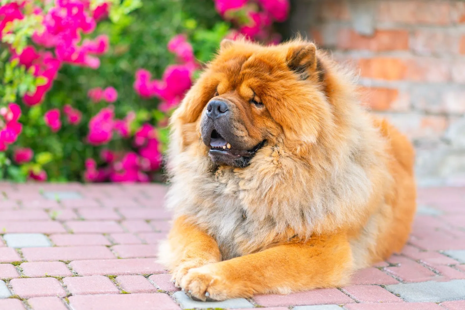 Chow Chow Australsk Storfehundblanding