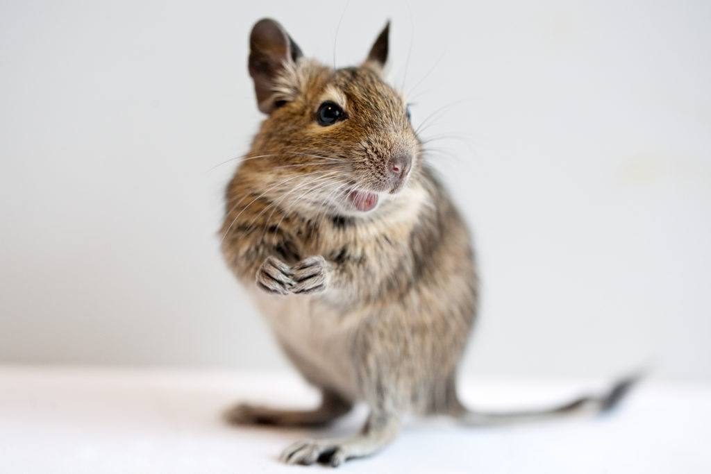 Degu-Haltung für Anfänger: Darauf müssen Sie achten | zooplus Magazin