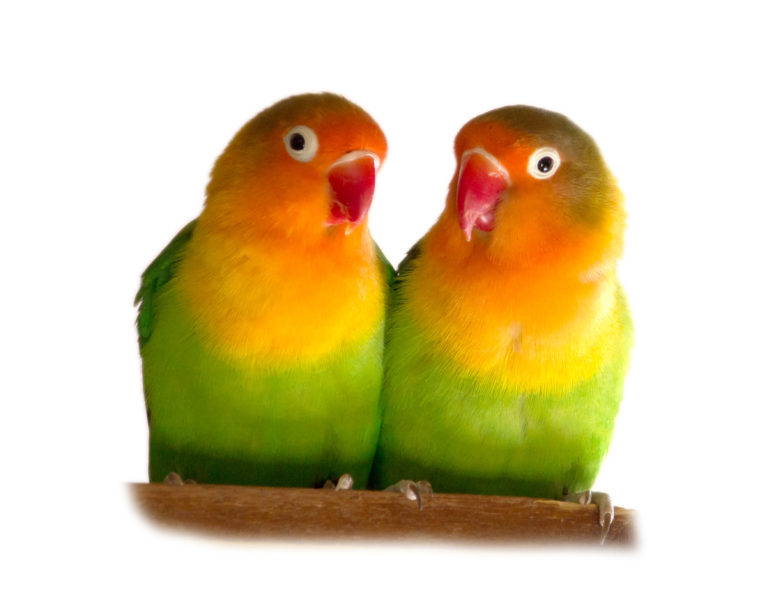 Unzertrennliche (Agaporniden) Haltung, Wesen und Ernährung