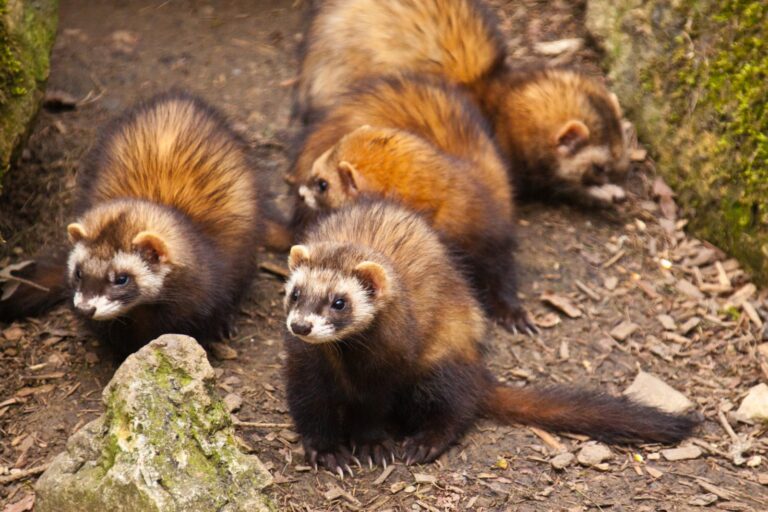 Frettchen: Charakter und Haltung | zooplus Magazin