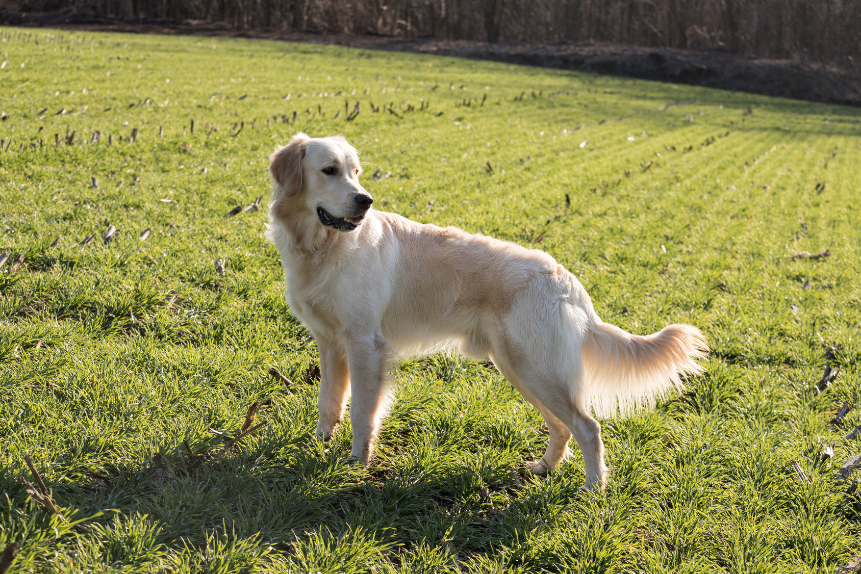 Golden Retriever Rassebeschreibung | zooplus Hundemagazin