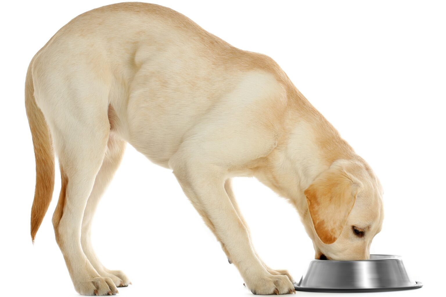 Labrador Retriever Ernährung: Welches Futter ist das beste? | zooplus