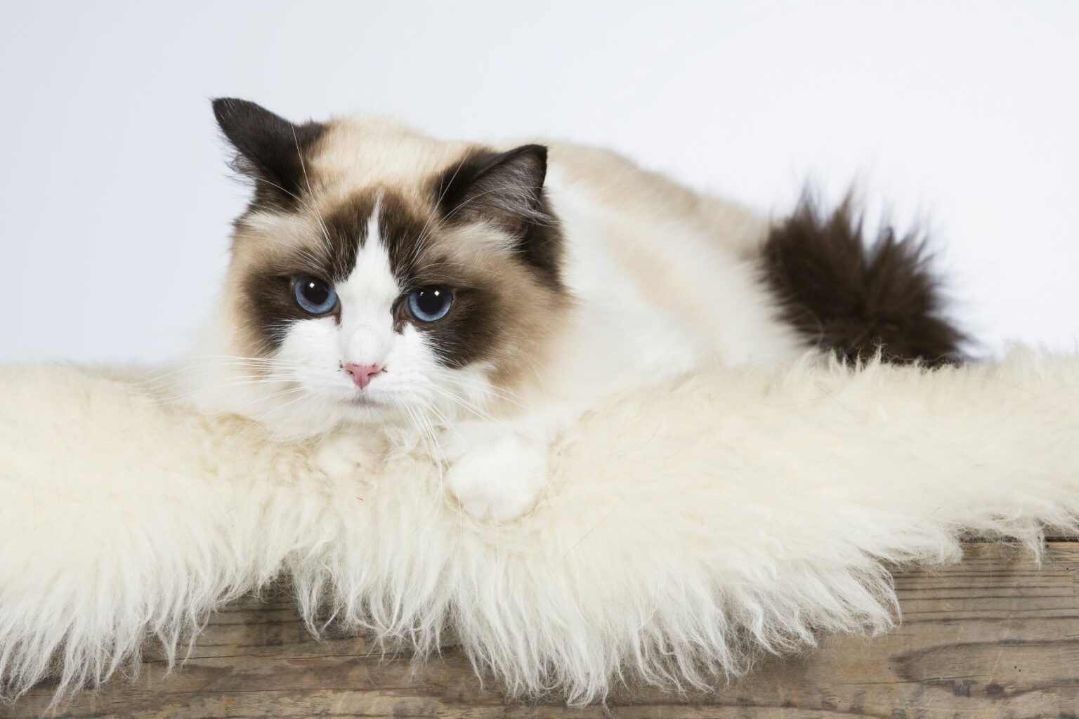 Ragdoll: Charakter, Haltung & Pflege | zooplus Magazin