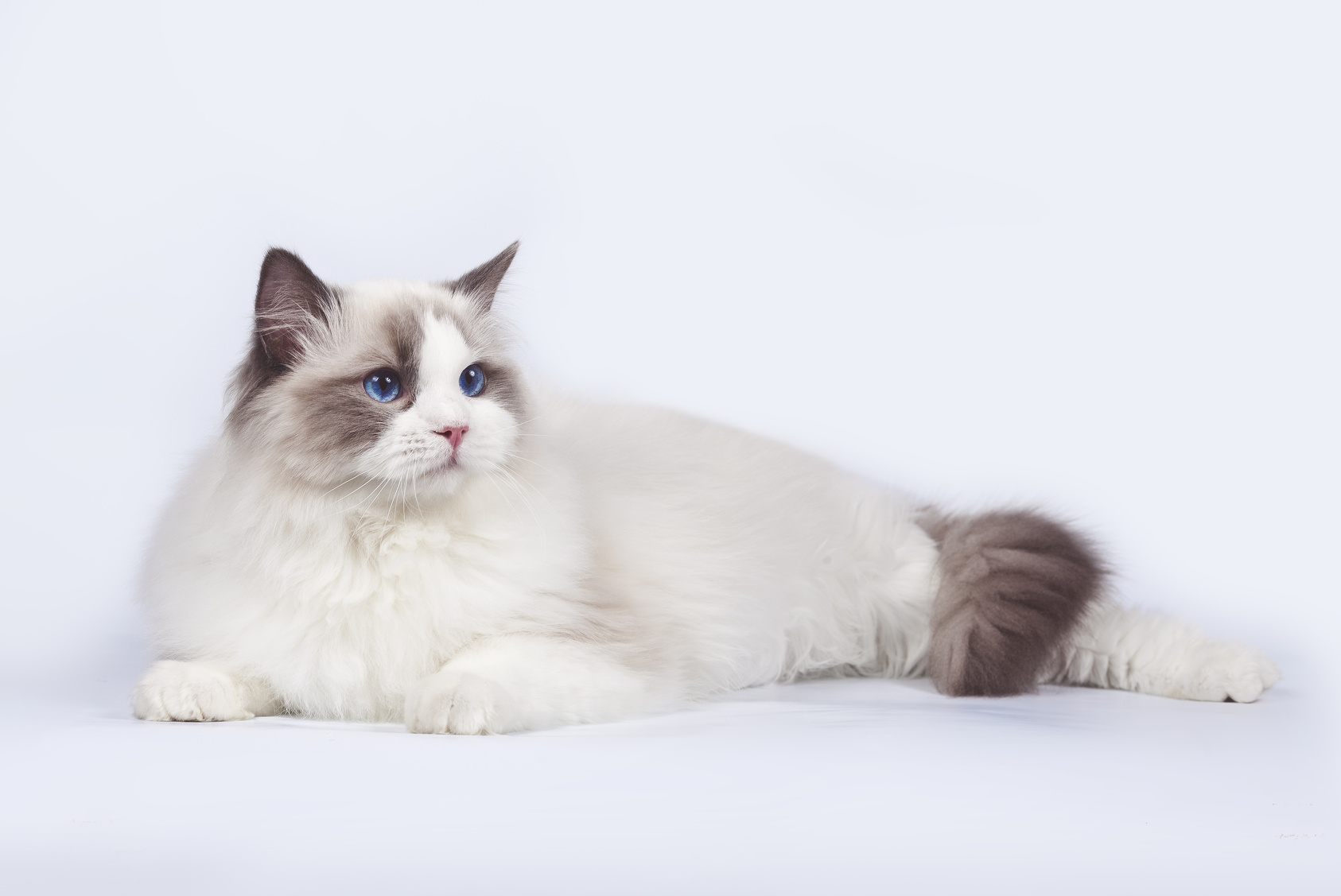 Ragdoll Charakter, Haltung & Pflege | zooplus