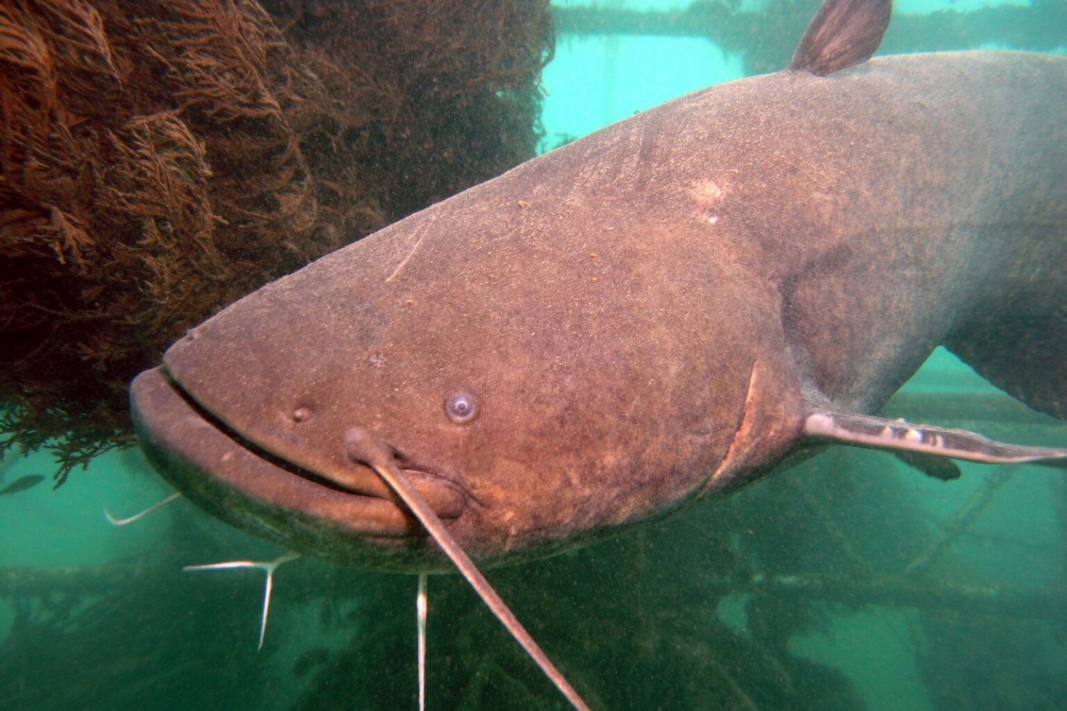 Wels: Haltung im Aquarium | zooplus Magazine