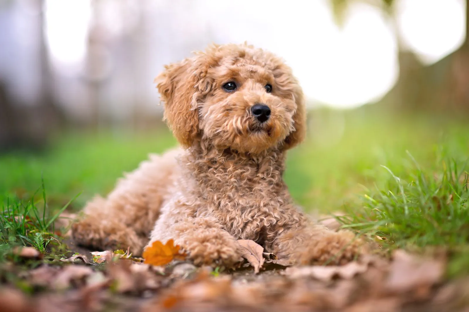 Zwergpudel Dunkelbraun