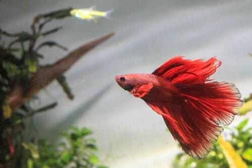 Kampffisch (Betta): Haltung im Aquarium & Steckbrief | zooplus Magazin