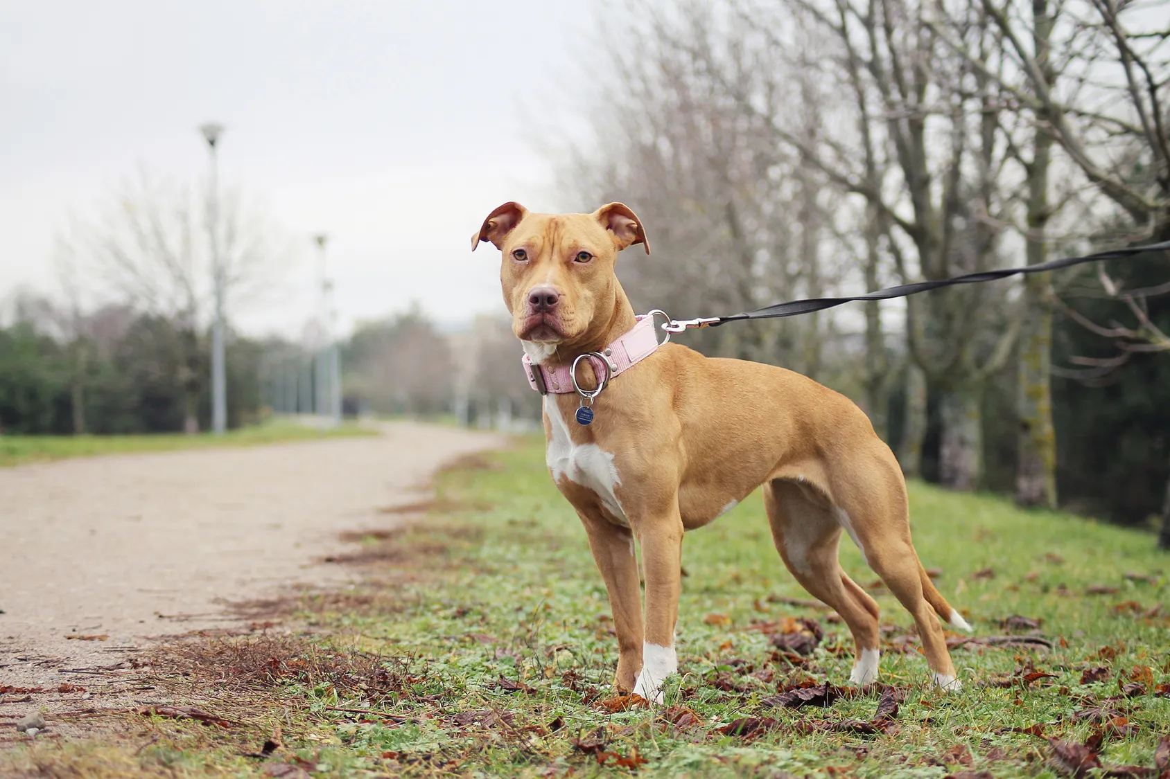 Pitbull Terrier Americano