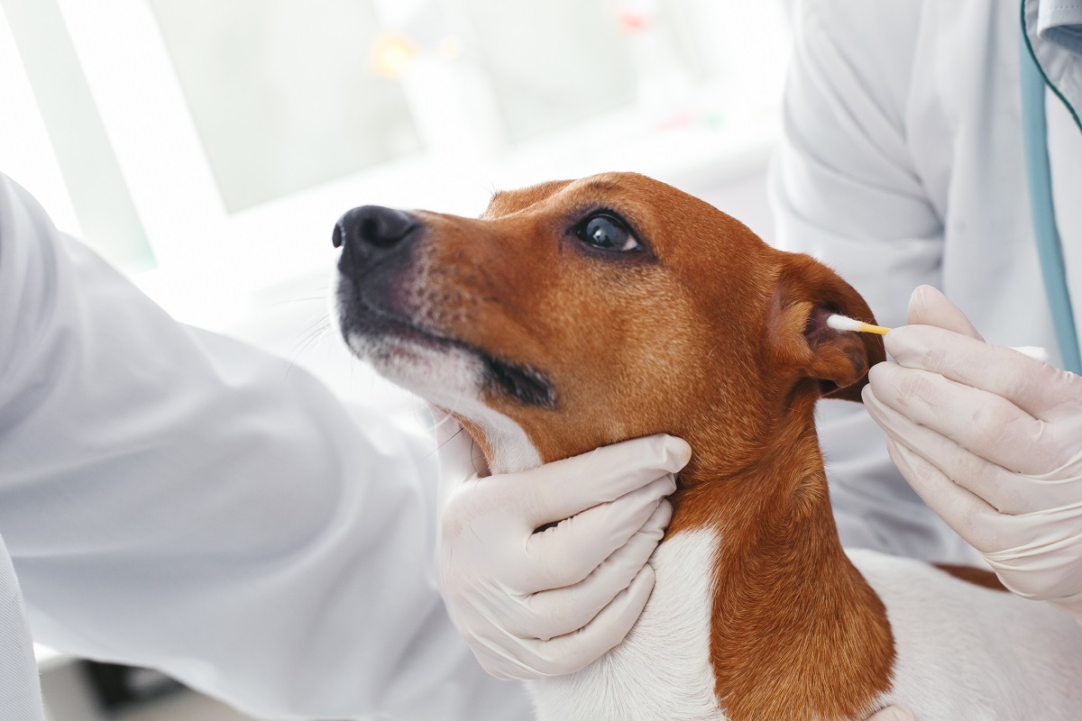 Ohrmilben beim Hund: Symptome & Behandlung | zooplus