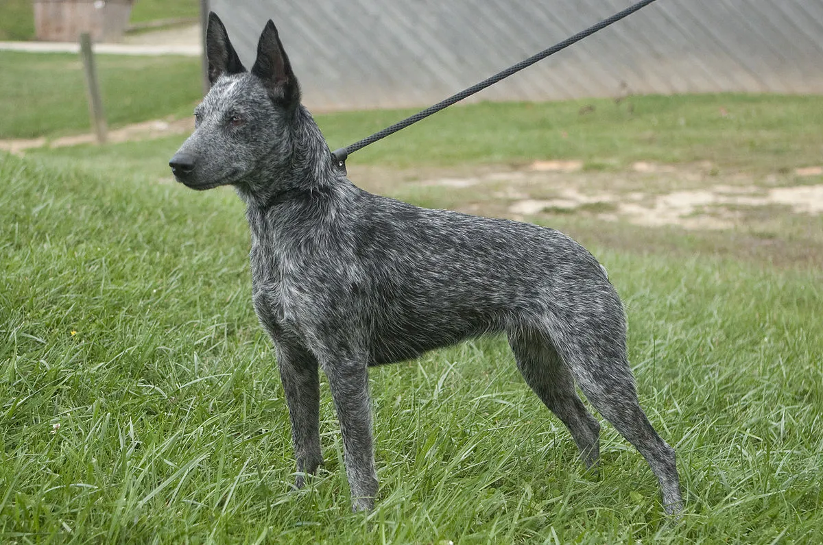 Schwarzer Labrador Australian Cattle Dog Mix