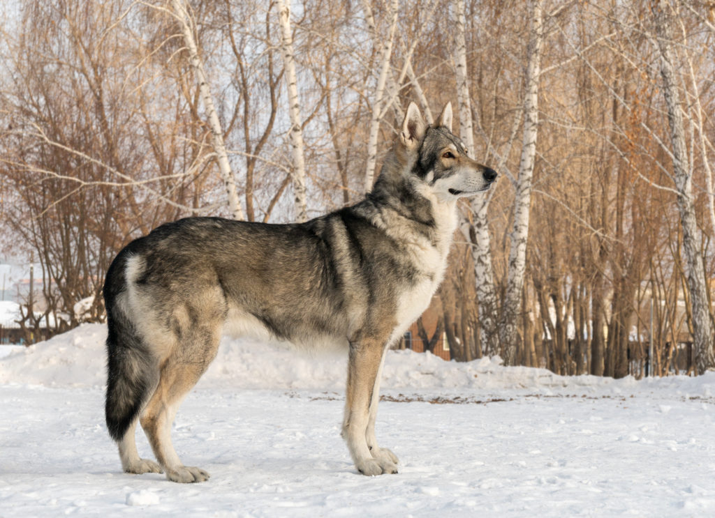 Halb Mensch, Halb Wolf Saarloos Wolfhund Charakter & Wesen