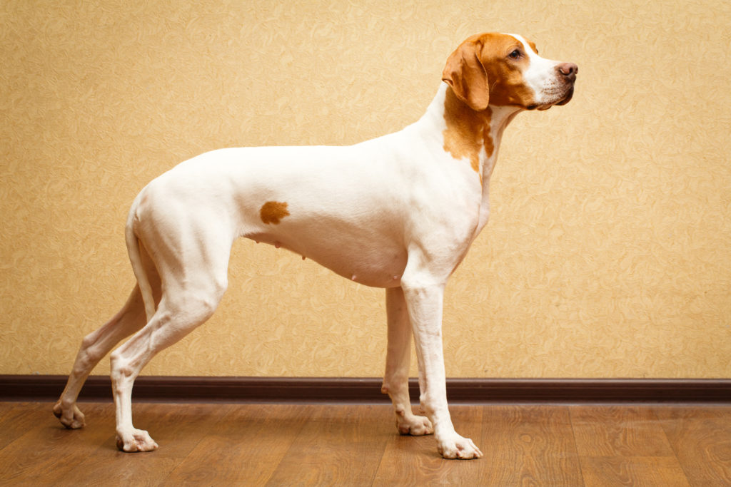 English Pointer: Charakter, Haltung & Pflege | zooplus Magazin