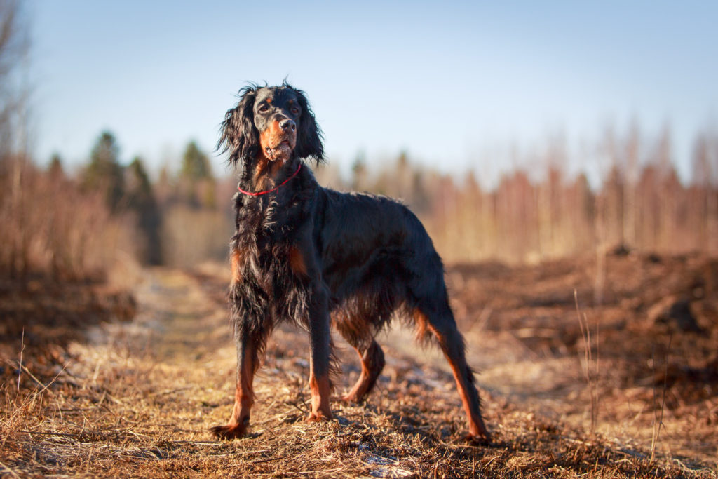 Gordon Setter: Charakter, Haltung & Erziehung | Steckbrief | zooplus ...