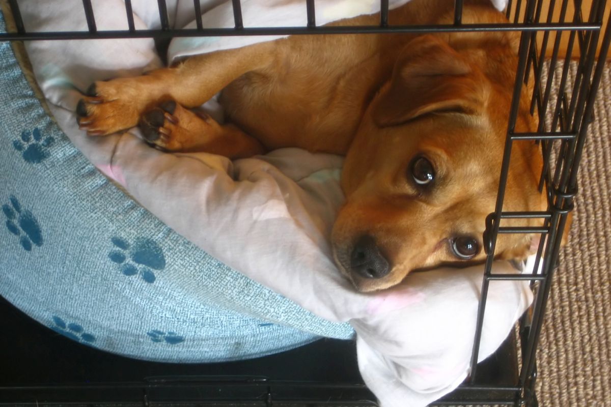 Giardien beim Hund: Symptome, Ursachen & Behandlung | zooplus