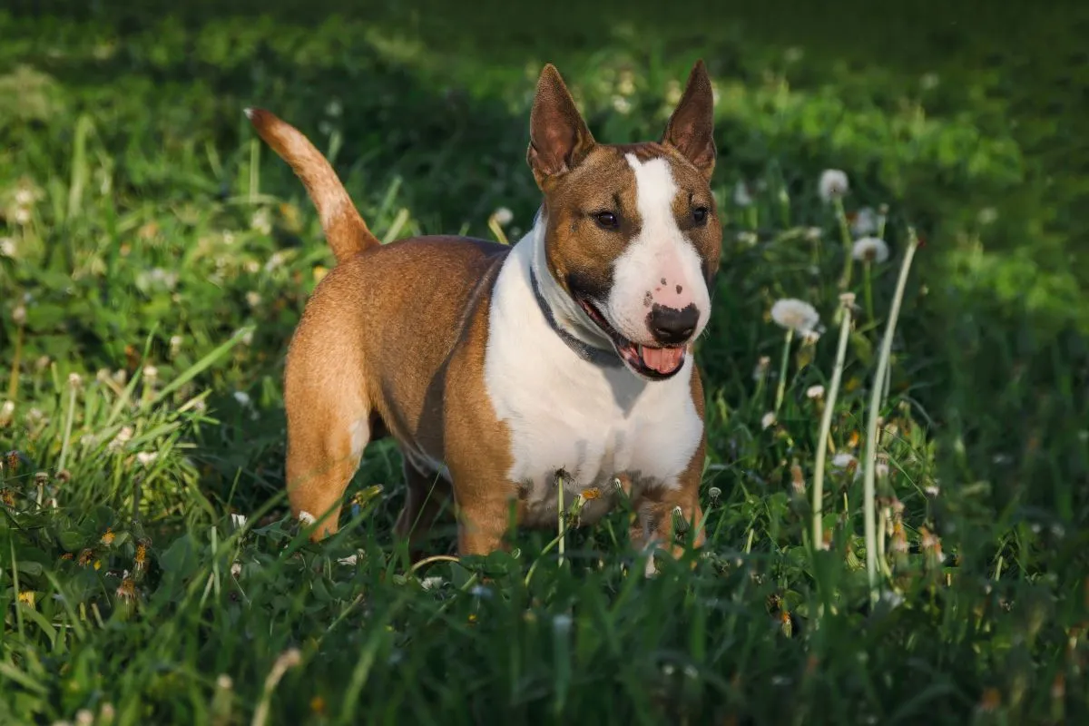 Miniature American Bull Terrier