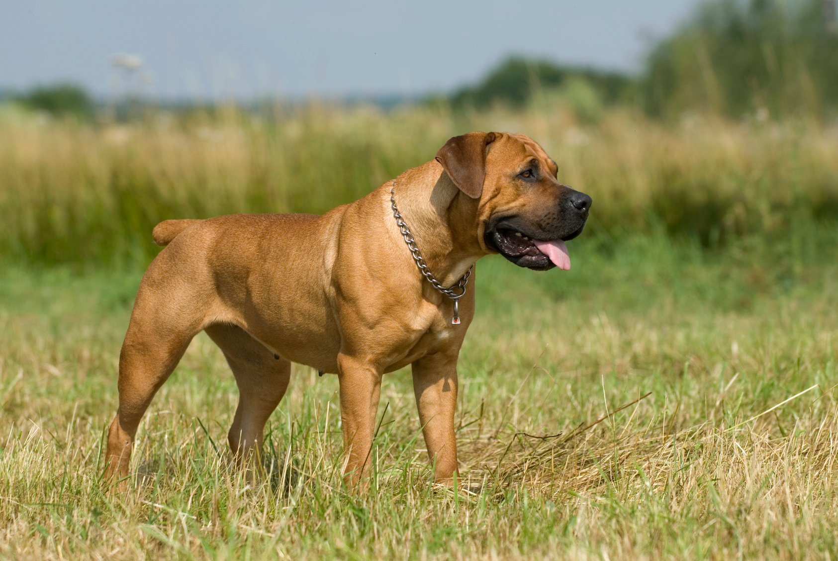 Was Sind Kampfhunde? – Die verschiedenen Kampfhunderassen • Alle Infos ...