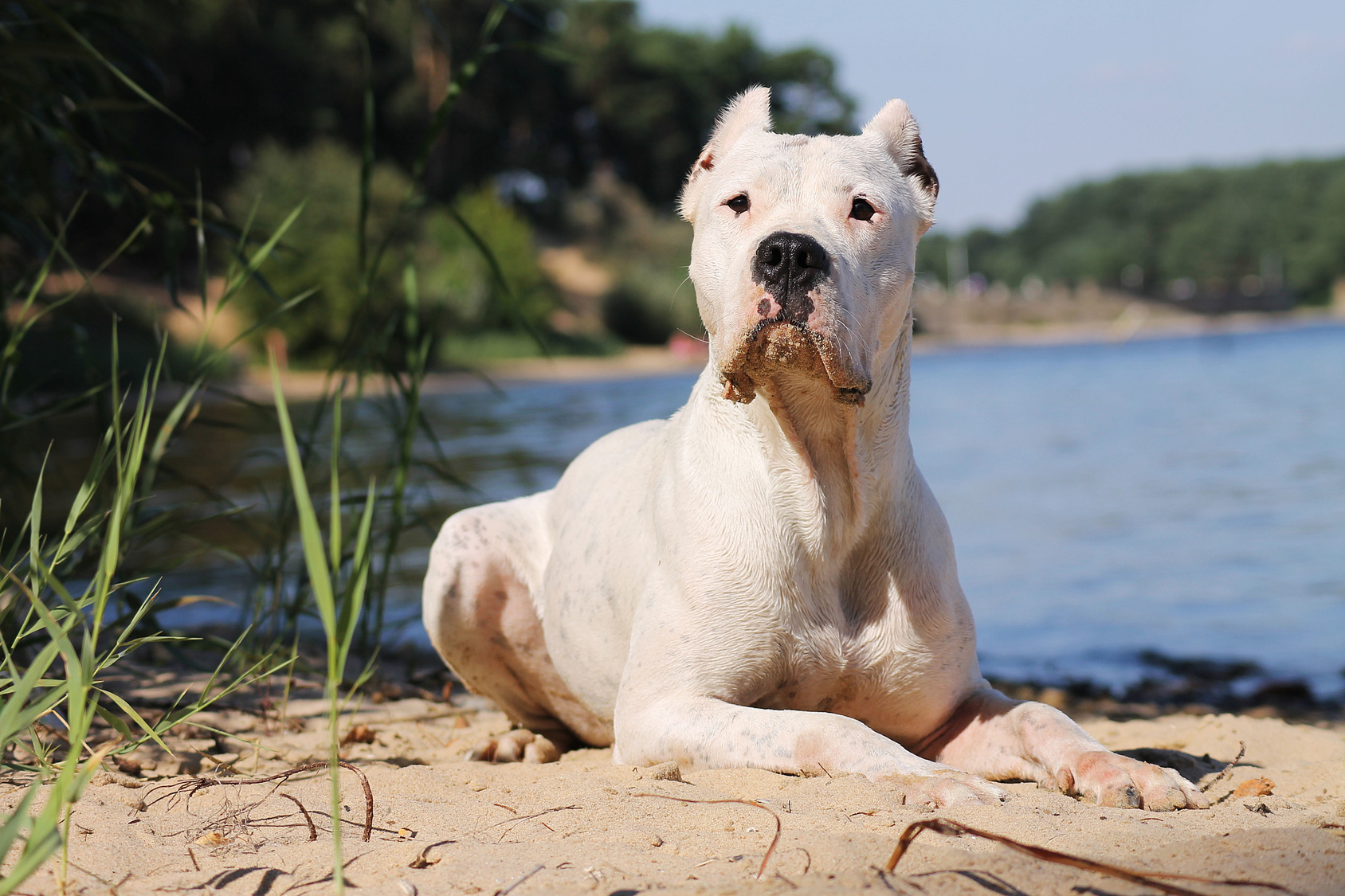 Kampfhunde-Rassen - Erziehungstipps und Auflagen | zooplus Magazin