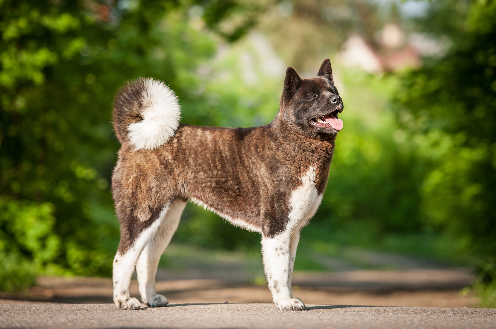 American Akita Charakter Haltung Pflege Hund American Akita Charakter Haltung Pflege Hund
