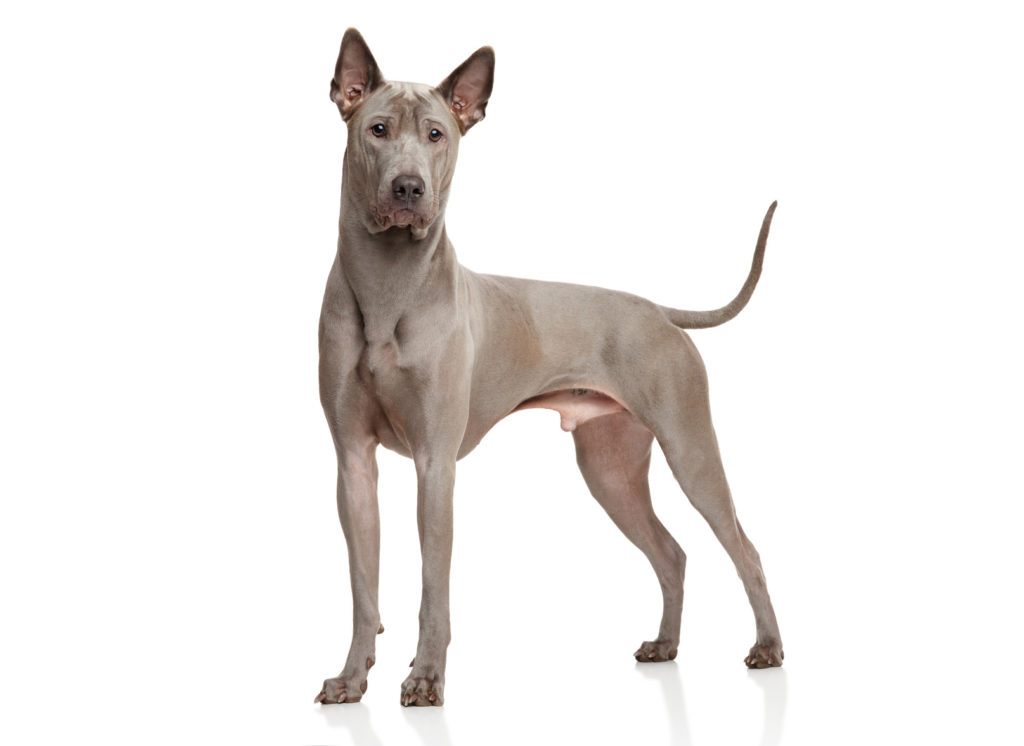 Thai Ridgeback: Charakter, Haltung & Pflege | zooplus Magazin