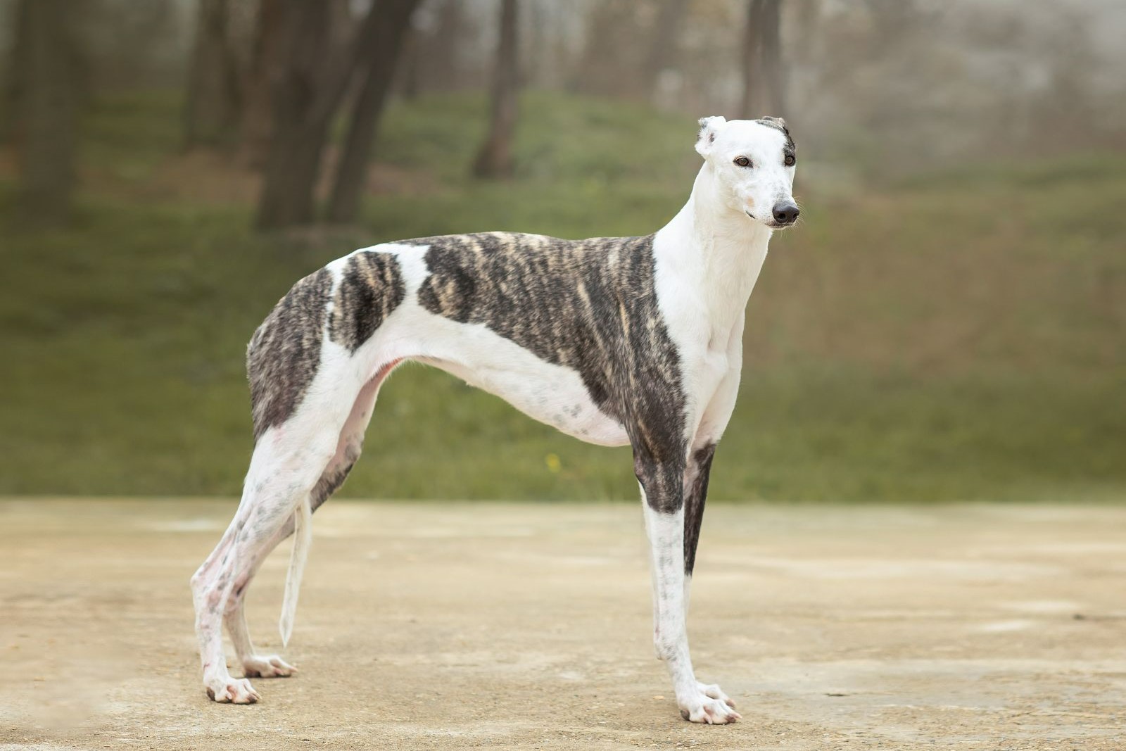 Greyhound: Charakter, Haltung & Pflege - Hund