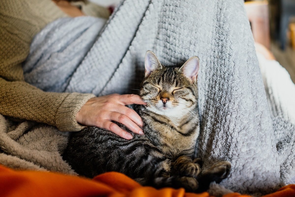 Liebt meine Katze mich? 10 Zeichen, die es beweisen | zooplus