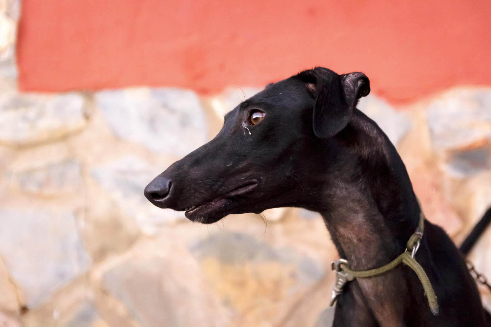 Galgo Español Charakter, Haltung & Pflege | Rassebeschreibung