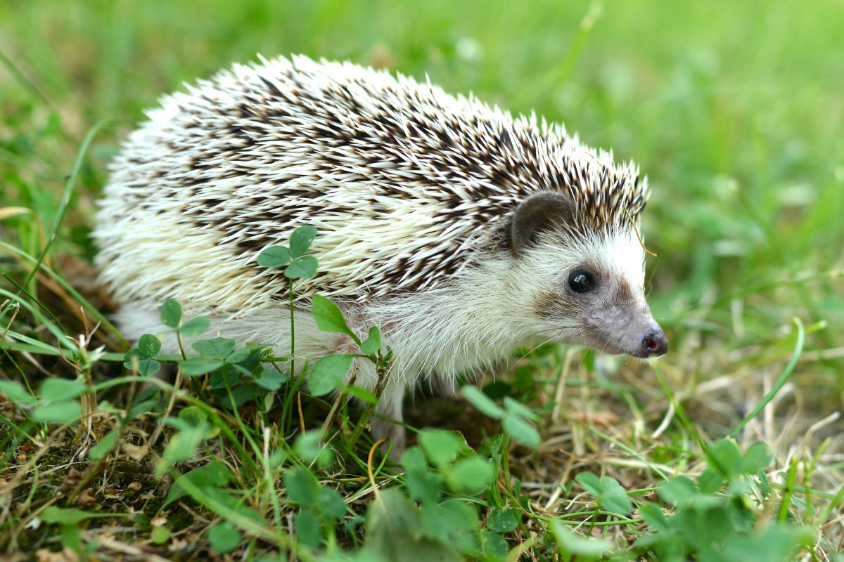 Igel Als Haustiere Igel Haustier, Das Zähne Zeigt, Während Sie Auf