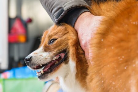 Elo Hund (Hunderasse) 🐕: Charakter, Haltung & Pflege | zooplus Magazine